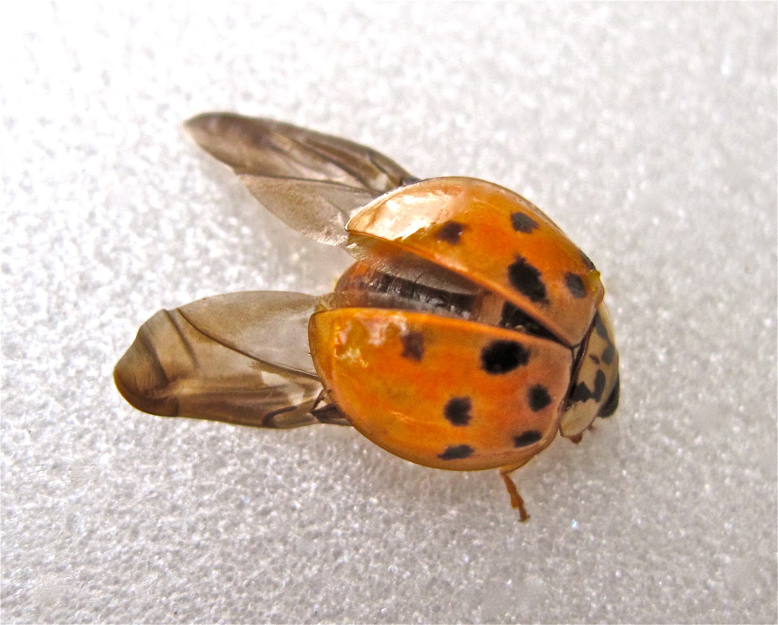 Mother Earth: "LIFE CYCLE"of the LADY BUG