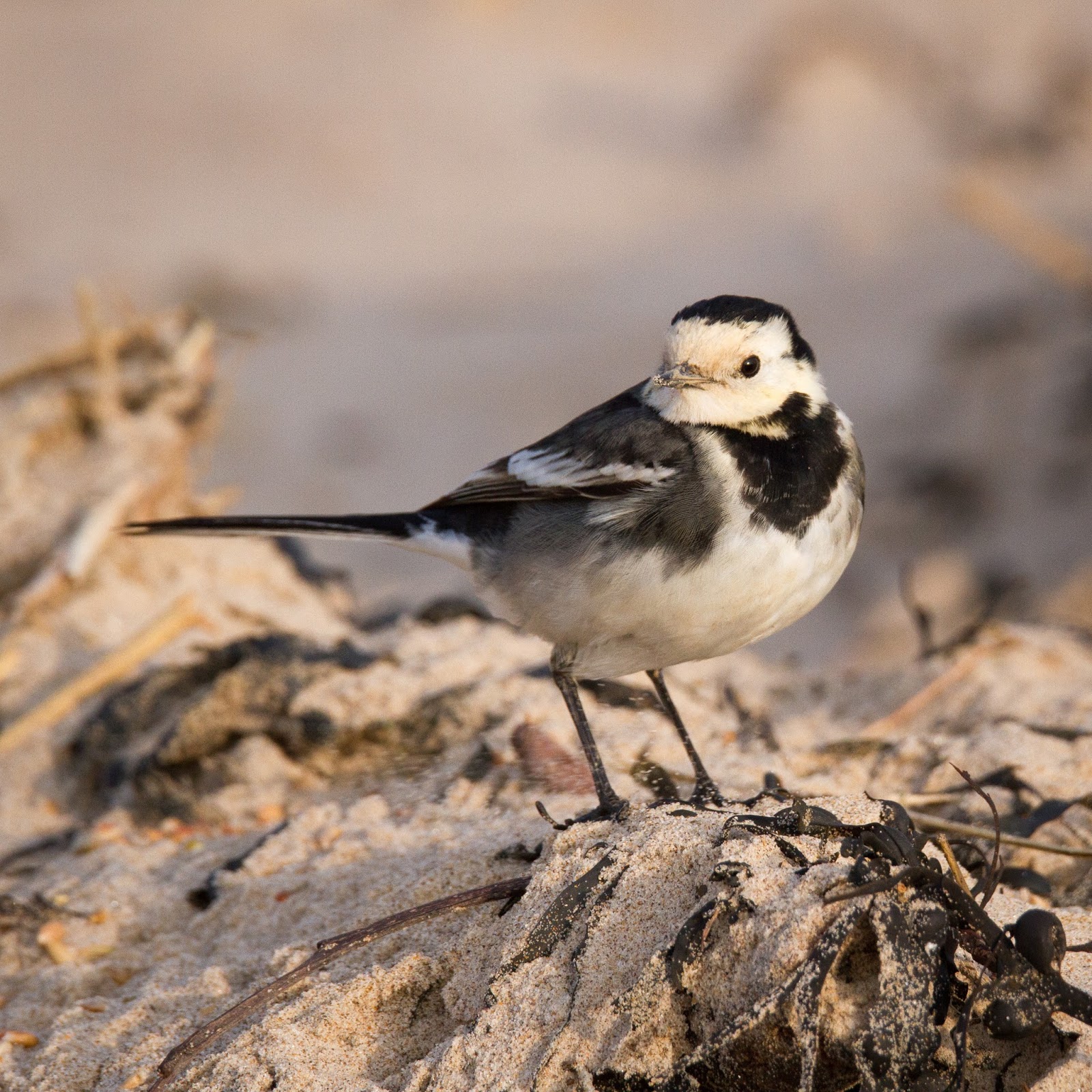 TrogTrogBlog: Friendly wagtails