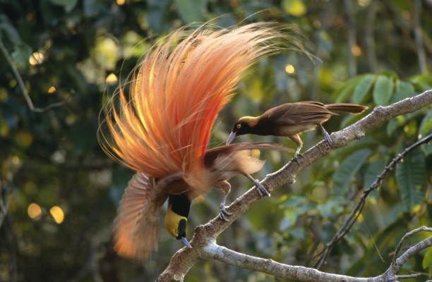 Pasari frumoase: Pasărea Paradisului din Bali -Grijuliu Cele mai ...