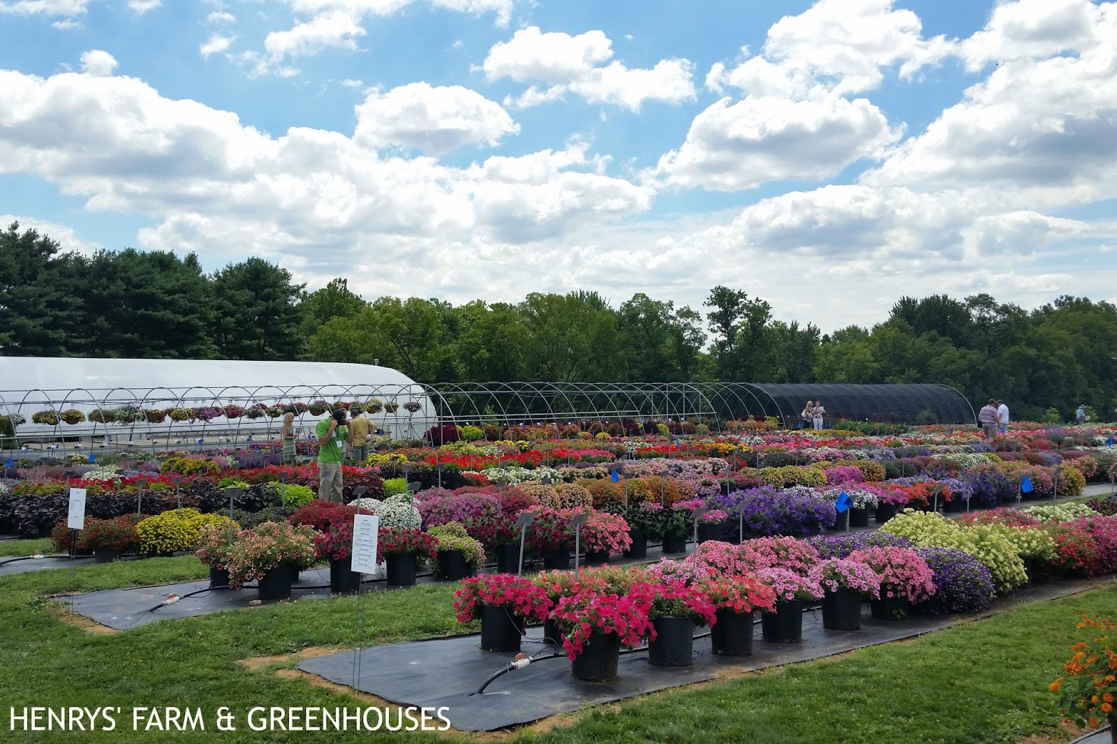 Henrys' Farm and Greenhouses: Landisville Trial Gardens