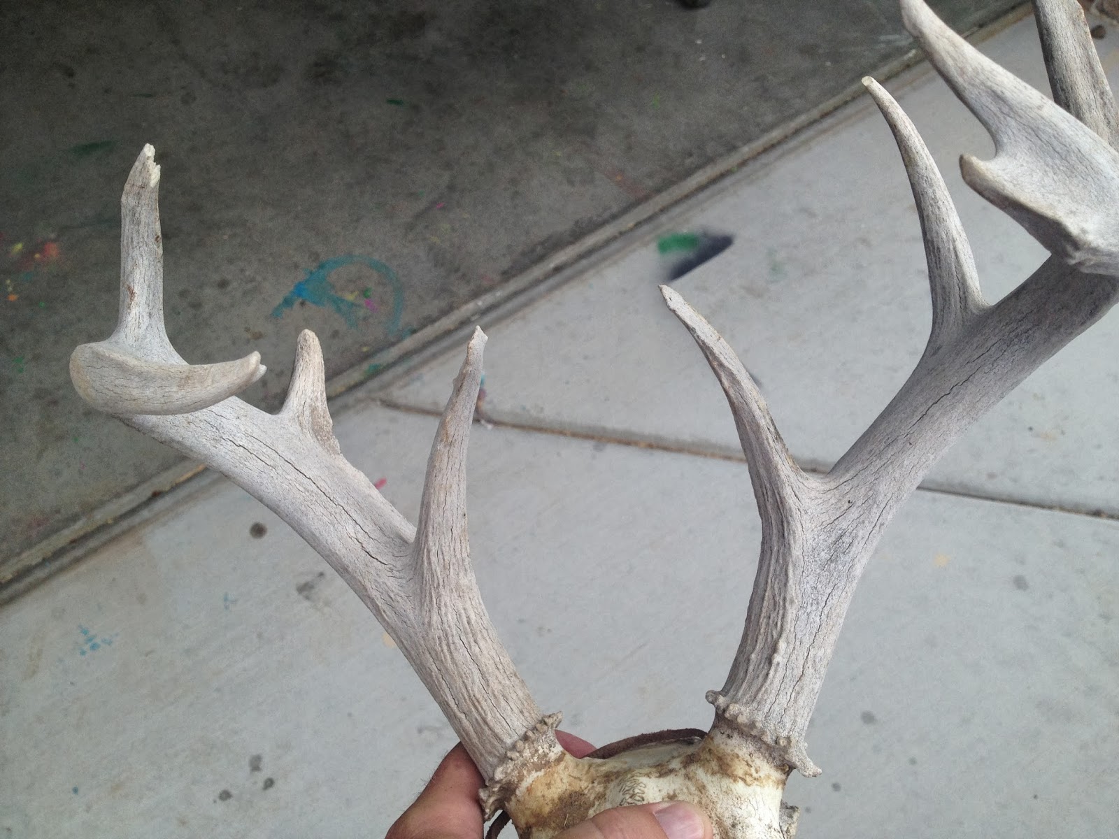 Badlands Custom Taxidermy / Desert Country Archery: Antler Repairs and ...