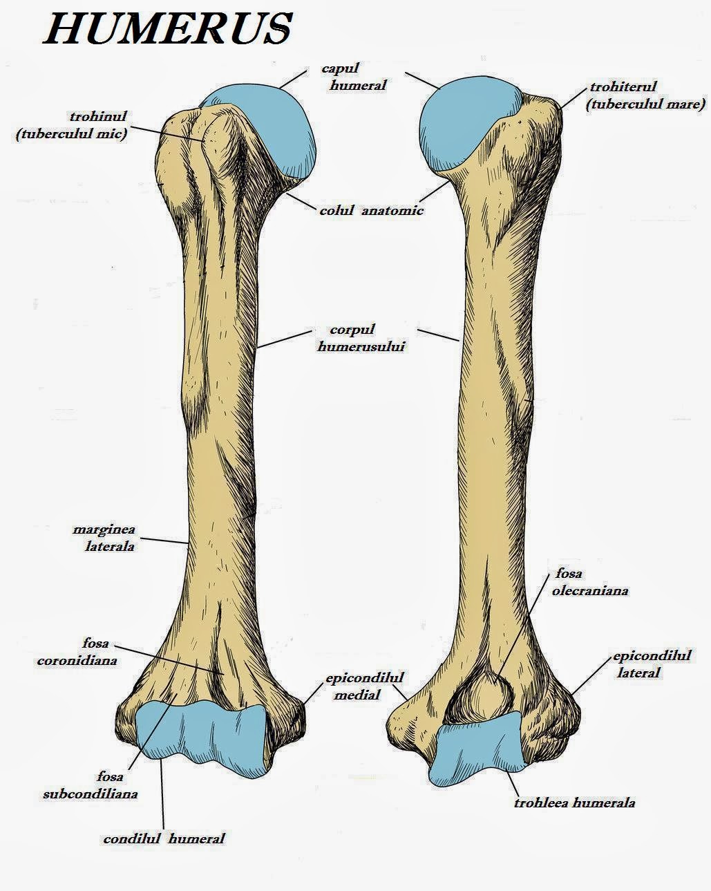 Angel Blue: februarie 2014