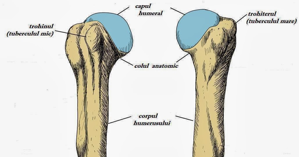 Angel Blue: Membru superior