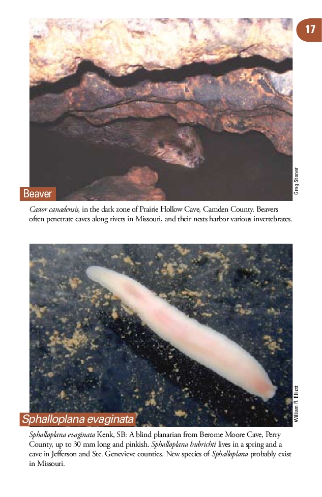 espeleobloc: A guide to Missouri's cave life.