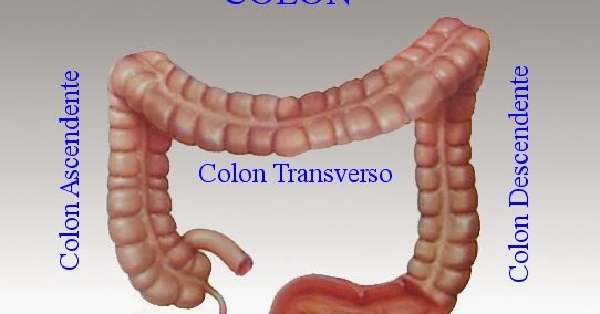 Causas más comunes del colon espastico o colon irritable | Tratamiento ...