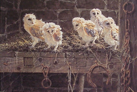 National Wildlife Galleries: Alan Hunt Wildlife Art