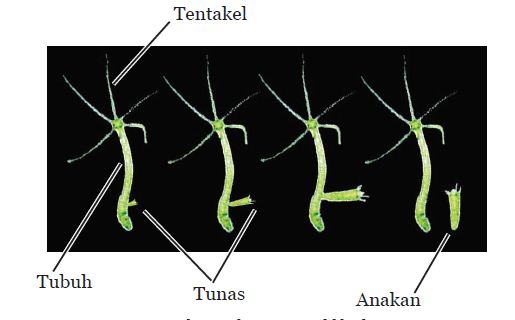 Cara Perkembangbiakan Hydra - Paket Internet Murah