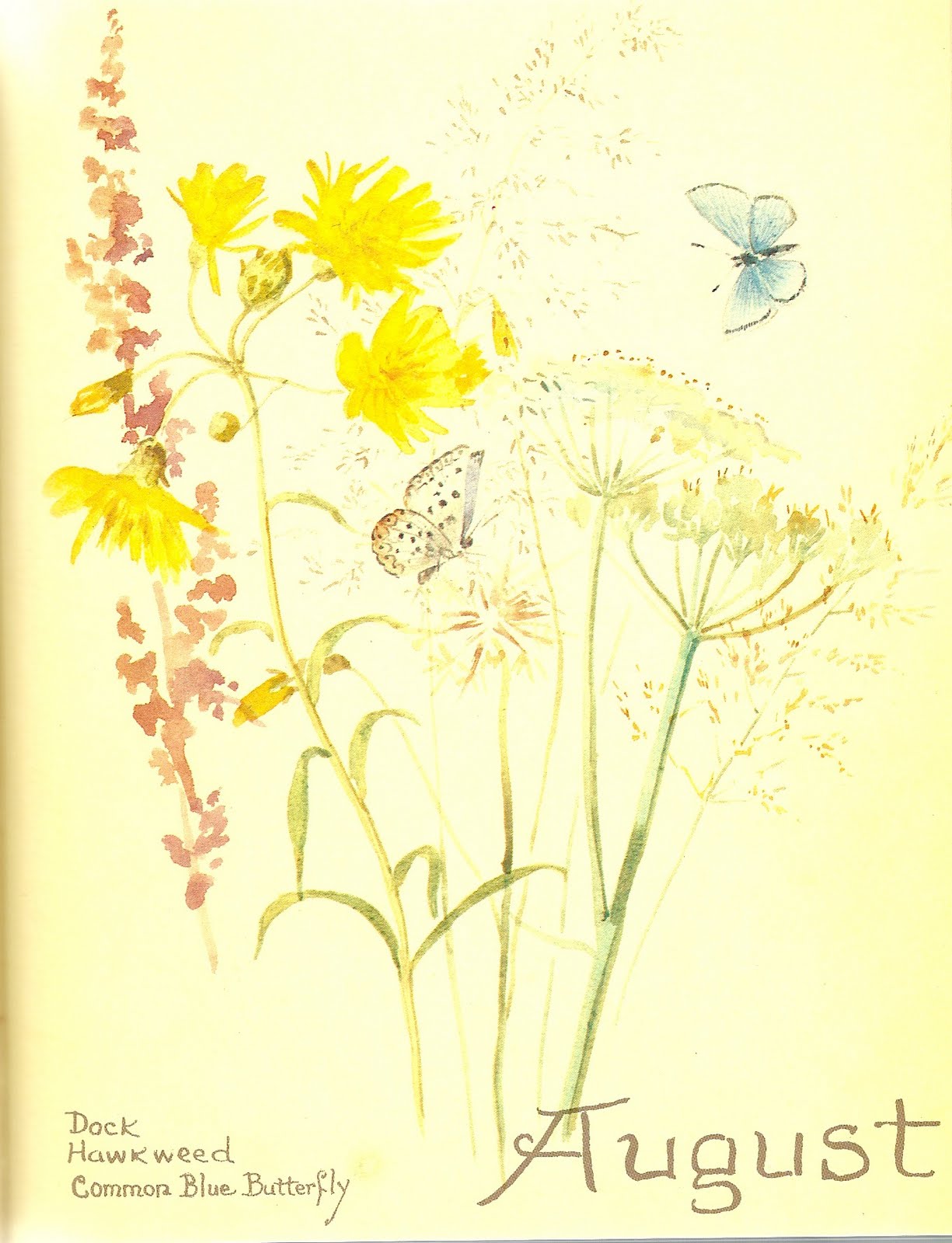 Dirt Balls: Summer - The Nature Notes of an Edwardian Lady - Edith Holden