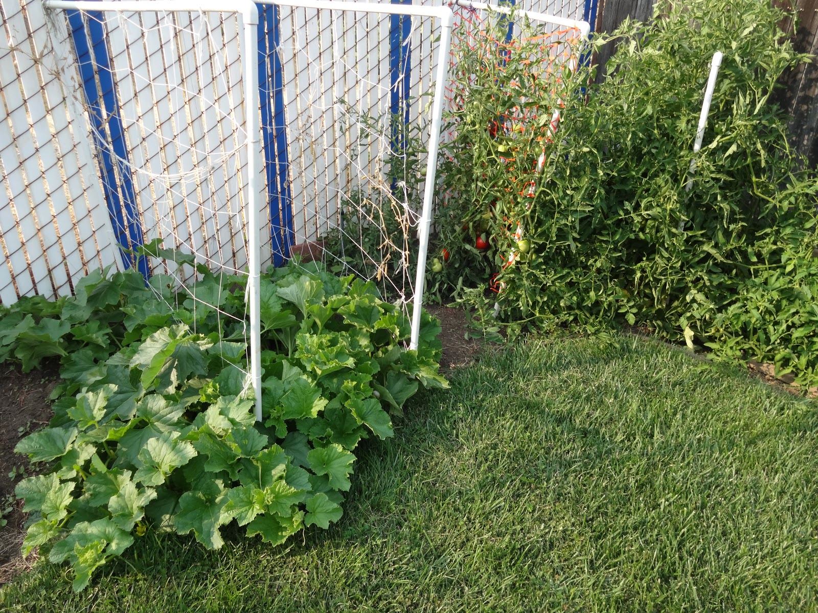 The Scientific Gardener: Carosello Carnage