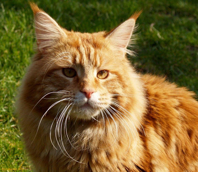 Maine Coon | The Life of Animals