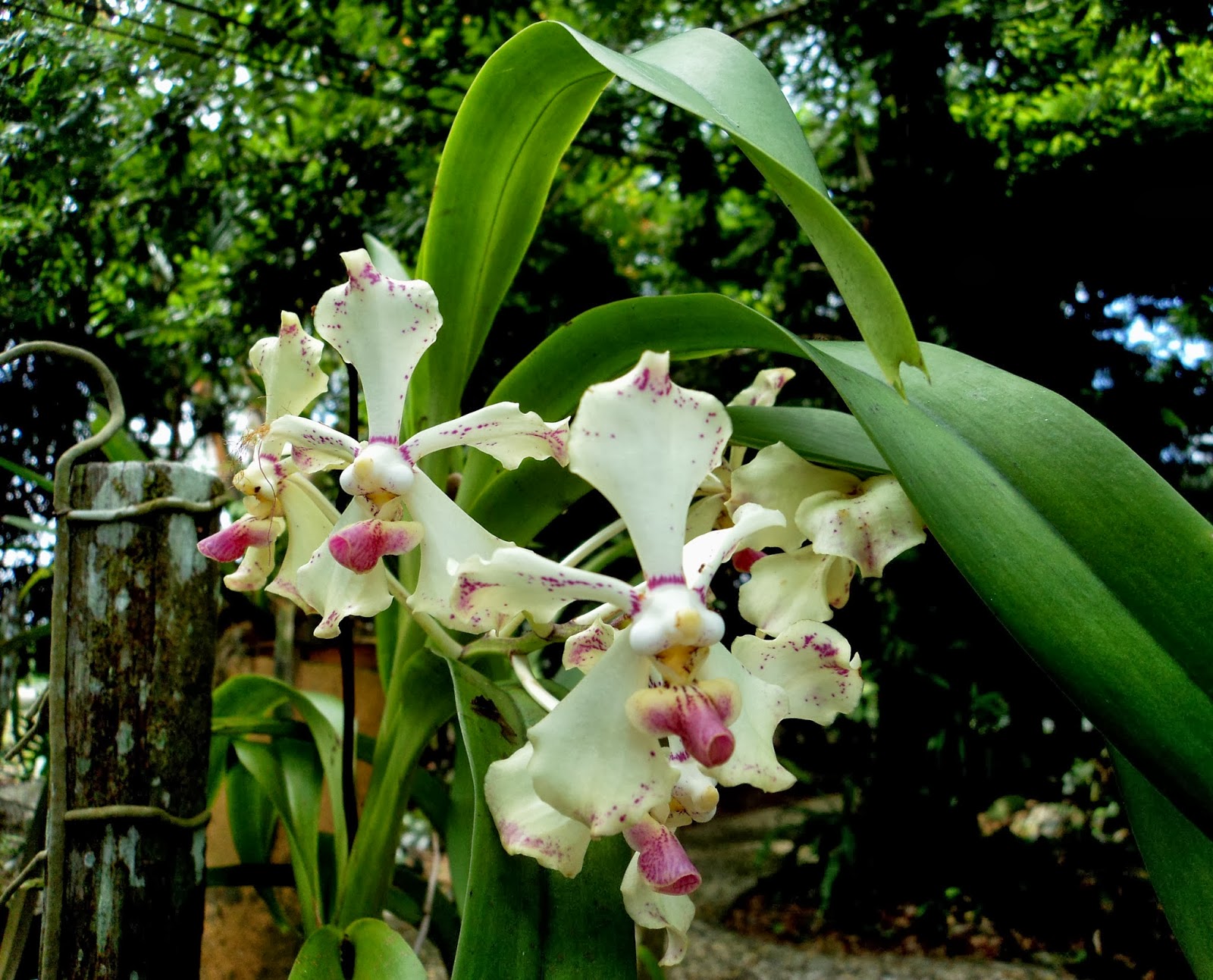 4 da Love of Orchids: Vanda luzonica