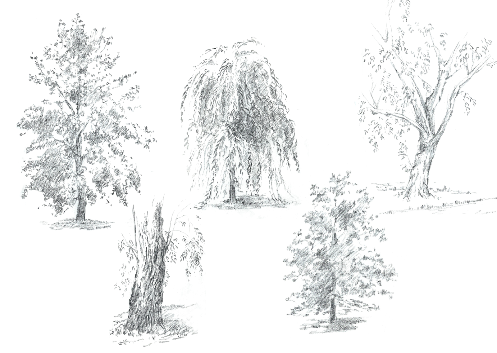 , Bartemeus: Quelques croquis d'arbres