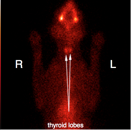 Insights into Veterinary Endocrinology: Animal Endocrine Clinic: Is a ...