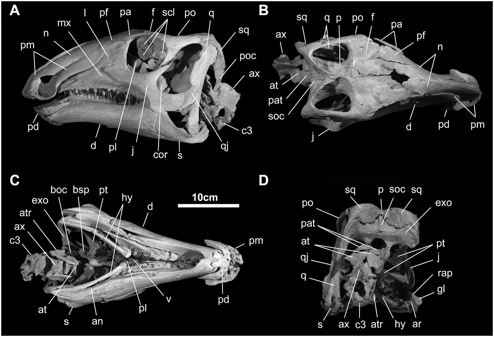 Species New to Science: [Paleontology • 2019] Gobihadros mongoliensis ...