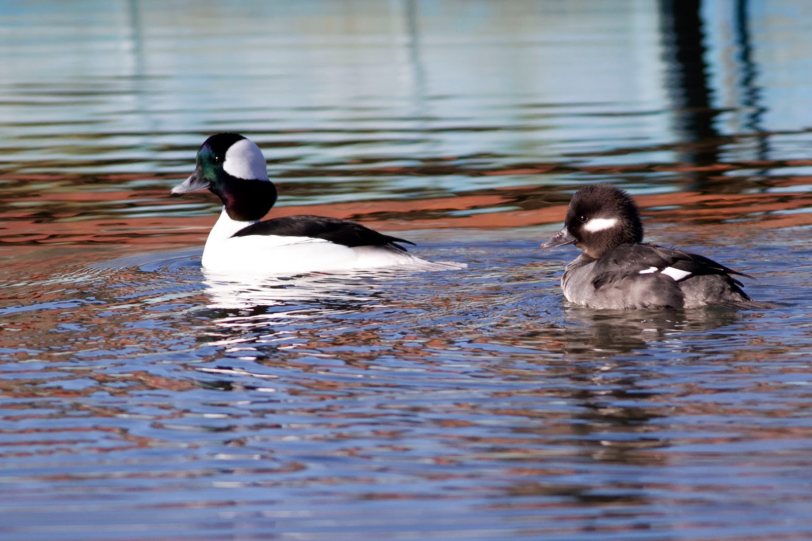 Ann Brokelman Photography: Bufflehead Ducks in Pickering. Jan 2016
