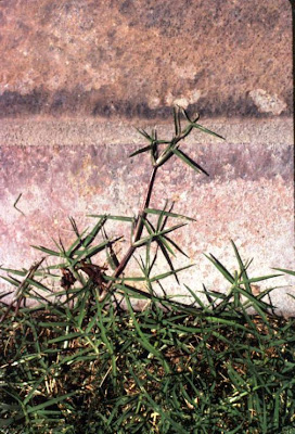 Xtremehorticulture of the Desert: Controlling Bermudagrass Growing in.....