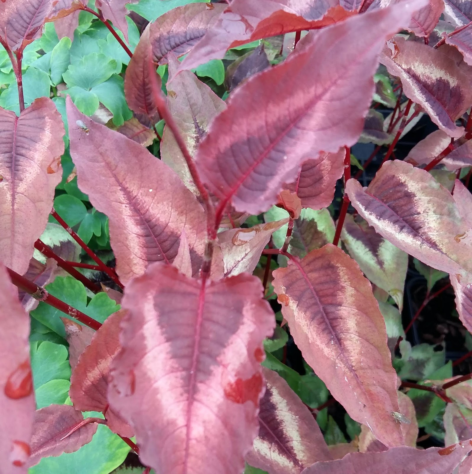 Plant Profile: Persicaria