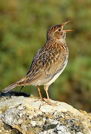 Genealogía de los Alloa, Alanda y otras familias de origen piamontés ...