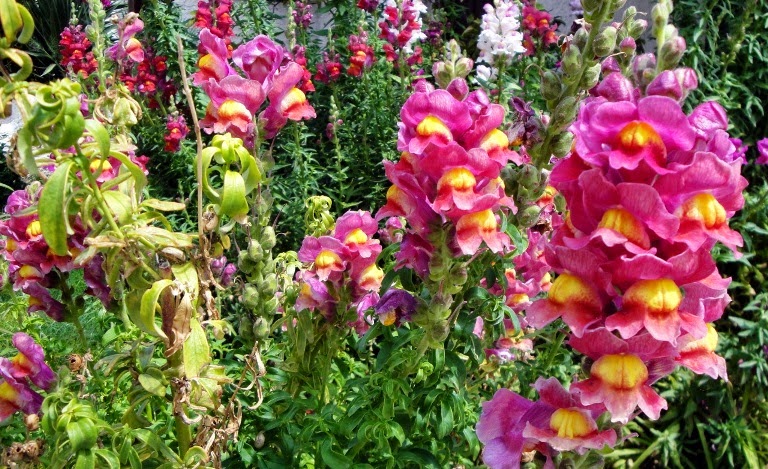 DIVAGAR SOBRE TUDO UM POUCO - Poemas, Flores, Pinturas, Férias: Boca de ...