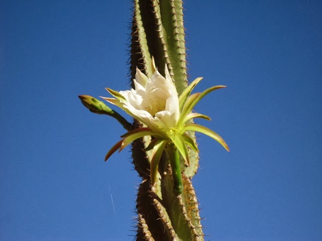 NATUREZA EM FOTOS: FLOR DO MANDACARU