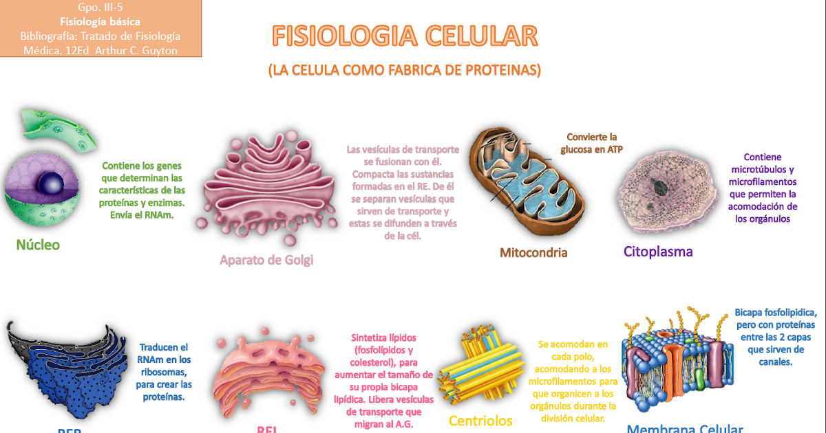 fisiologia celular : fisiologia celular