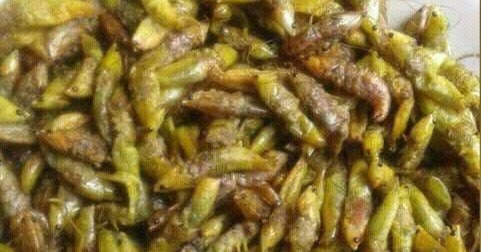 ECV Ontario: Nsenene, Uganda’s Healthy Delicacy