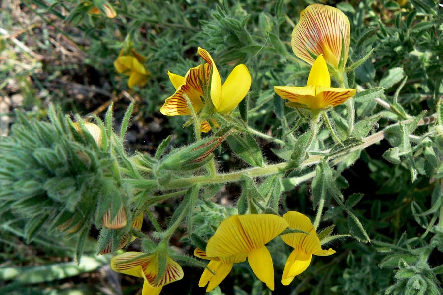 Wildflowers of Andalucia: Ononis natrix ssp natrix