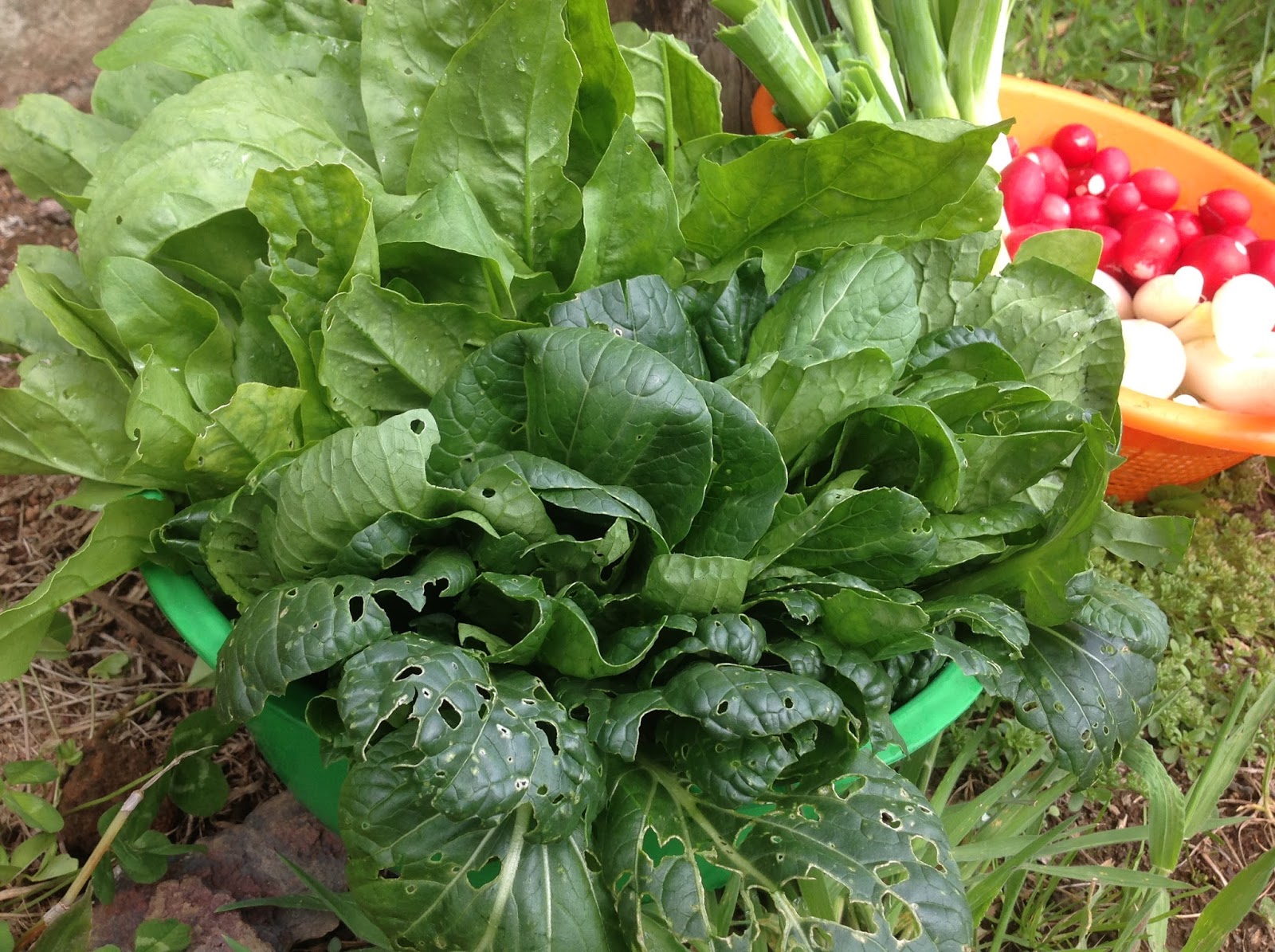 Natural lactobacillus fermentation