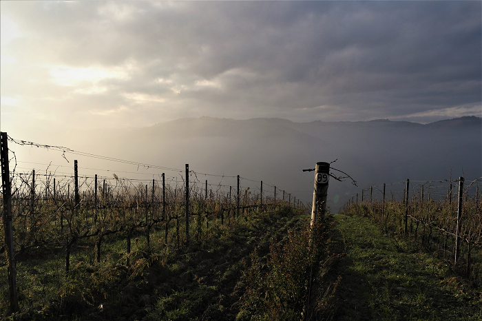 A Predappio con Chiara Condello e il Sangiovese della Cantina Condé e ...