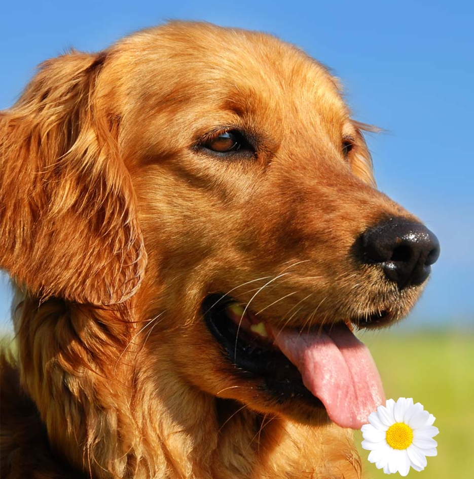 67 Not Out: Best Of Friends: Daisy The Ghost And Jasper The Dog