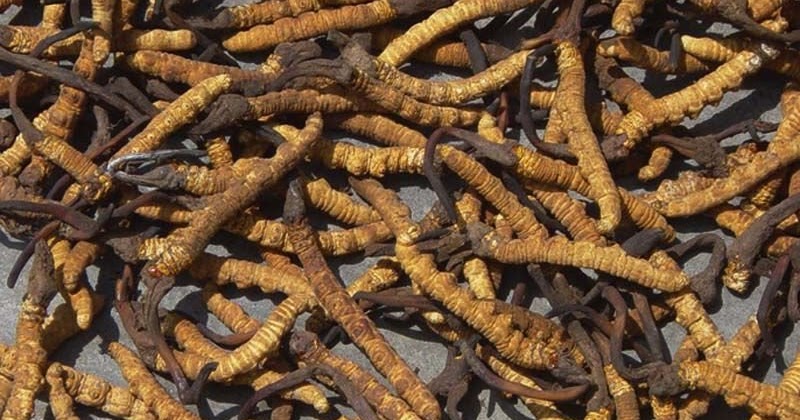 All about Ayurveda and Herbs: Cordyceps (Yarsagumba): Stimulate Stamina ...