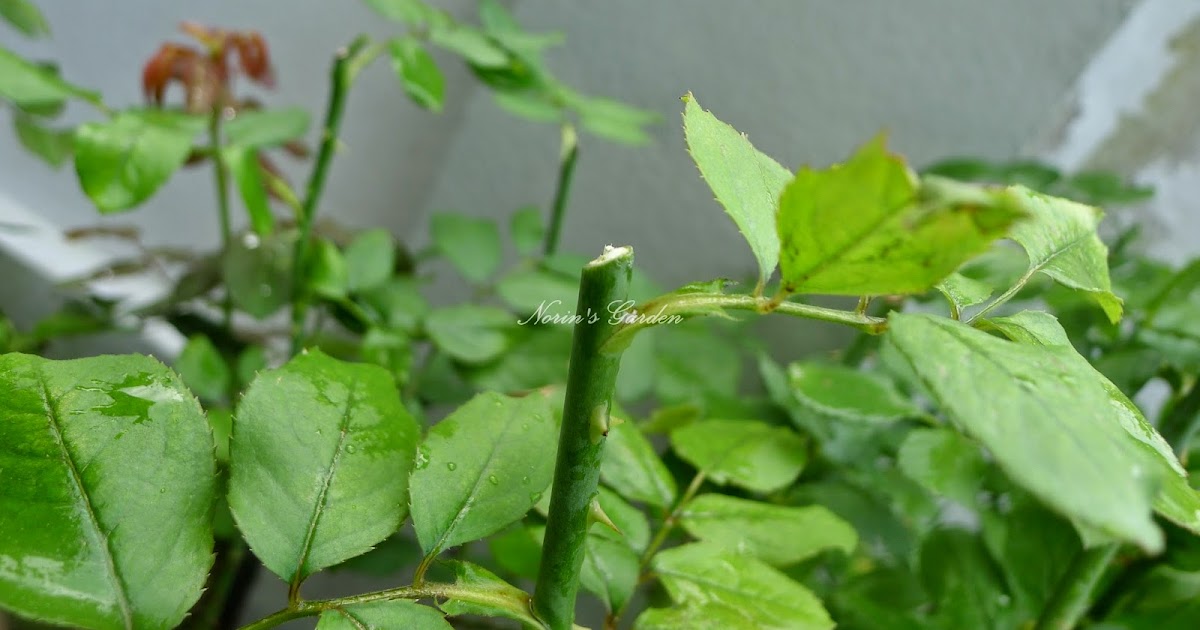All About Norin's Garden: Mencantas pokok ros, mengapa dan bagaimana?