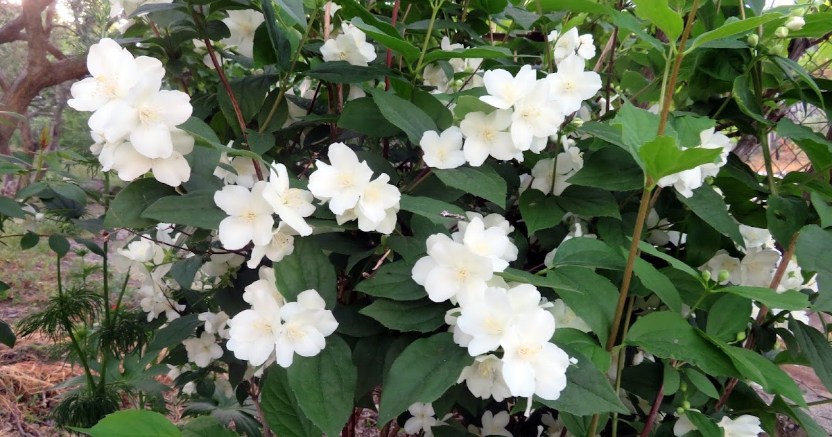 Cittaslow Botanik Park: FİLBAHRİ ÇİÇEĞİ ( Yalancı Yasemin )