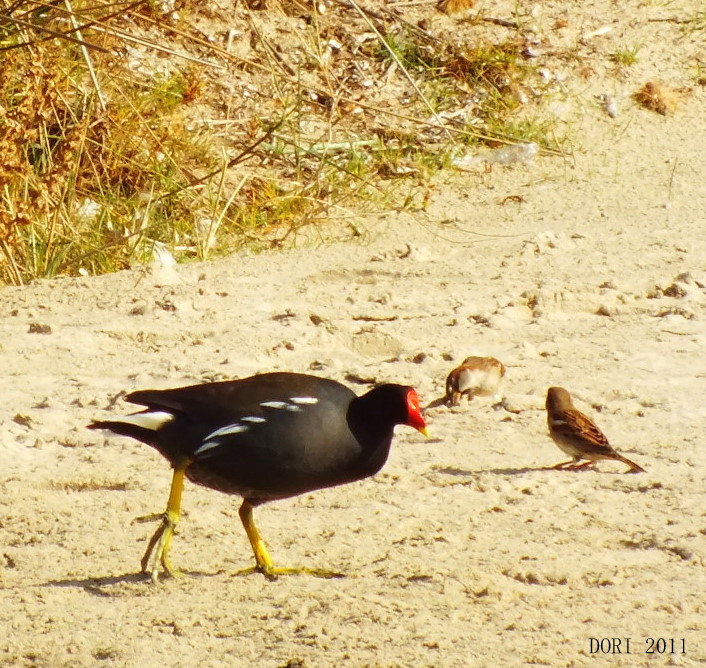 Pasea Menorca: Vida animal en Son Bou