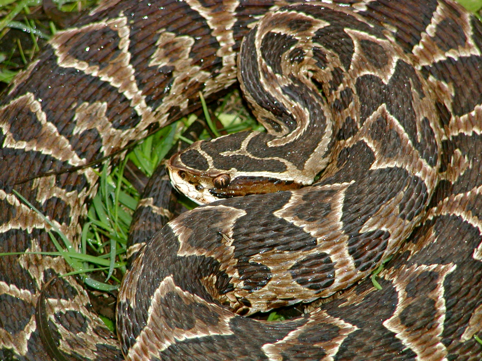 Animales en el Planeta: Víbora de la cruz o Yarará (Bothrops alternatus)