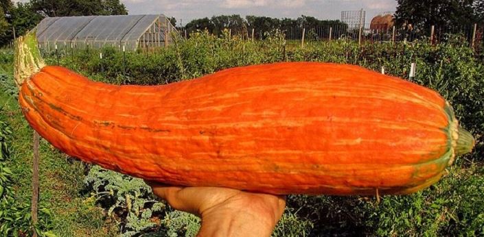 The Phytophactor: ancient Native American squash revived