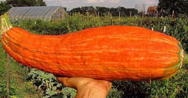 The Phytophactor: ancient Native American squash revived