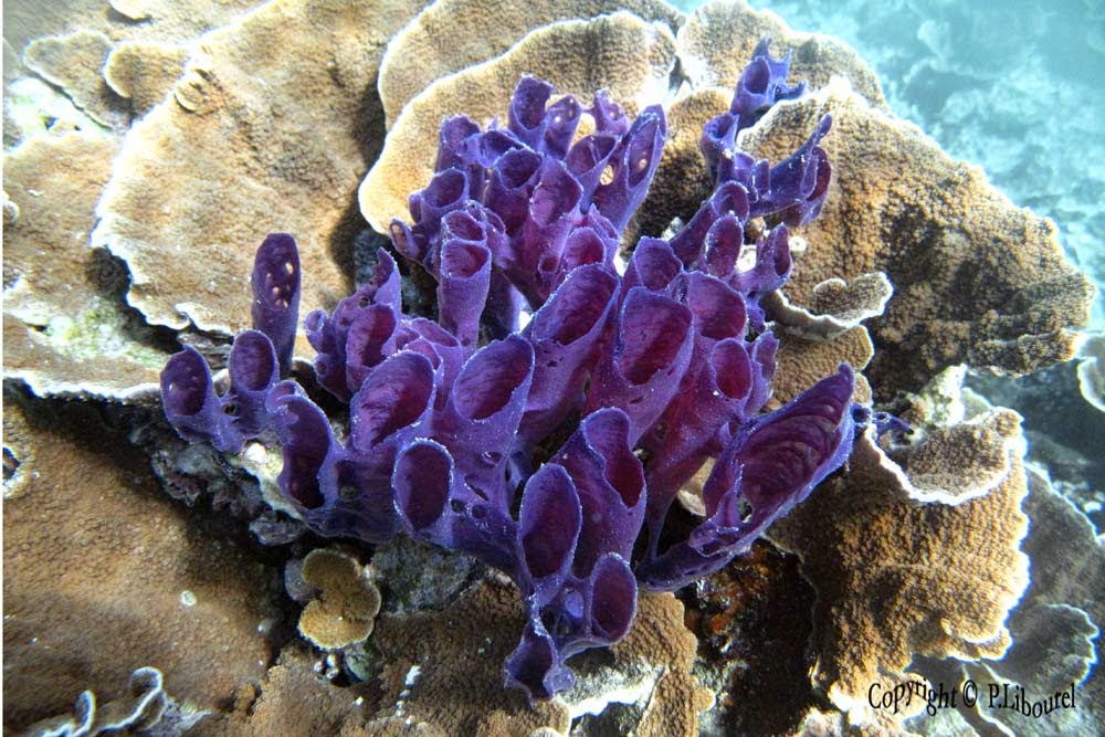 Mundo animal: Esponjas