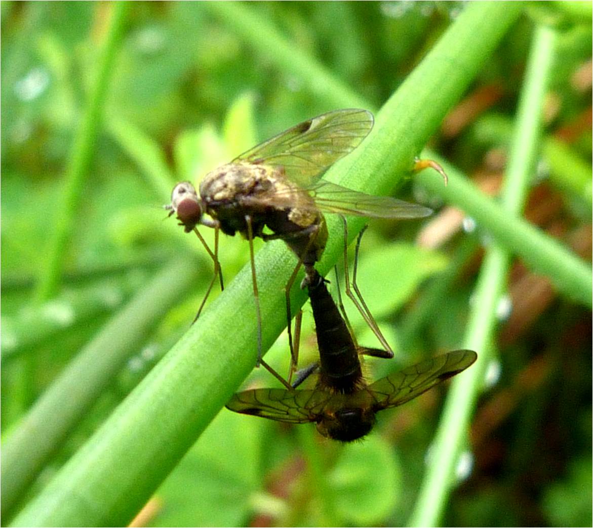 Insects of Scotland: Snipe Flies