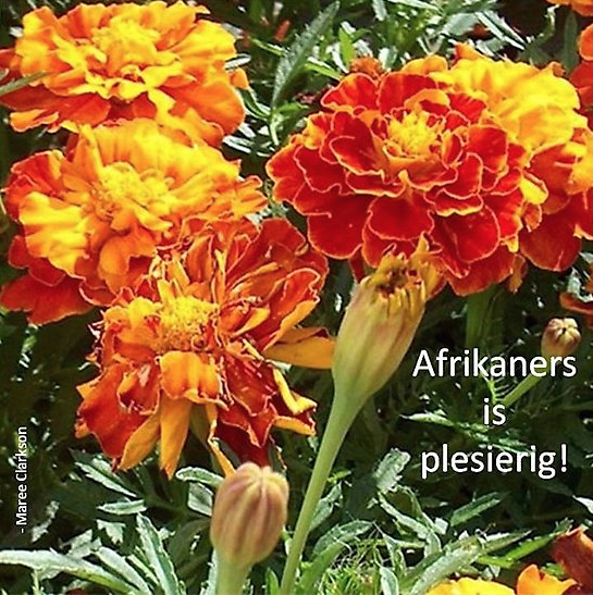 🌿 Tuinmaak in Suid Afrika 🌵: Afrikaners is plesierig!