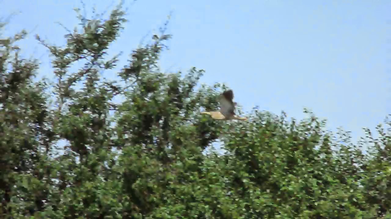 PASARI DIN ROMANIA: STARC PITIC, Ixobrychus minutus