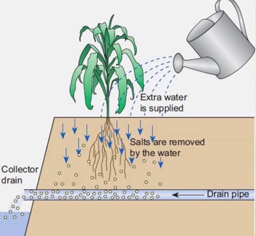 Prevention and Remediation of Saline Soils