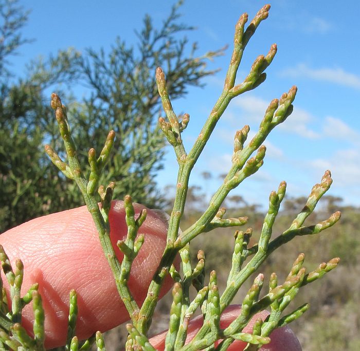 Esperance Wildflowers: Callitris roei - Roe's Cypress Pine