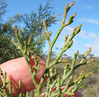 Esperance Wildflowers: Callitris roei - Roe's Cypress Pine