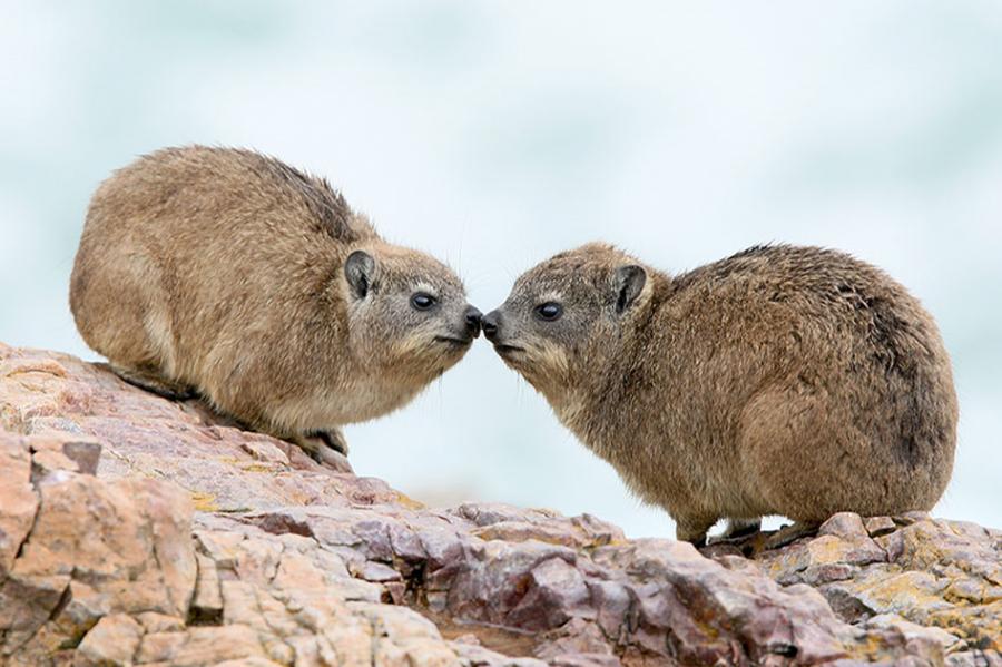 Wildlife of the World: Hyrax Animal Facts & Images 2013