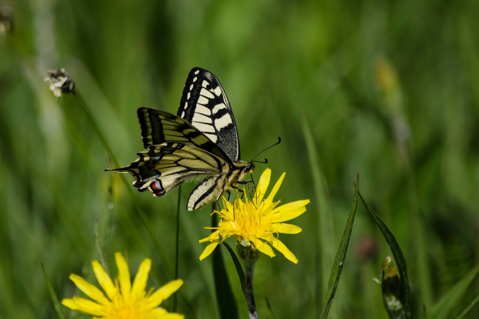 Looduspildid: Pääsusaba, Papilion machaon, Swallowtail