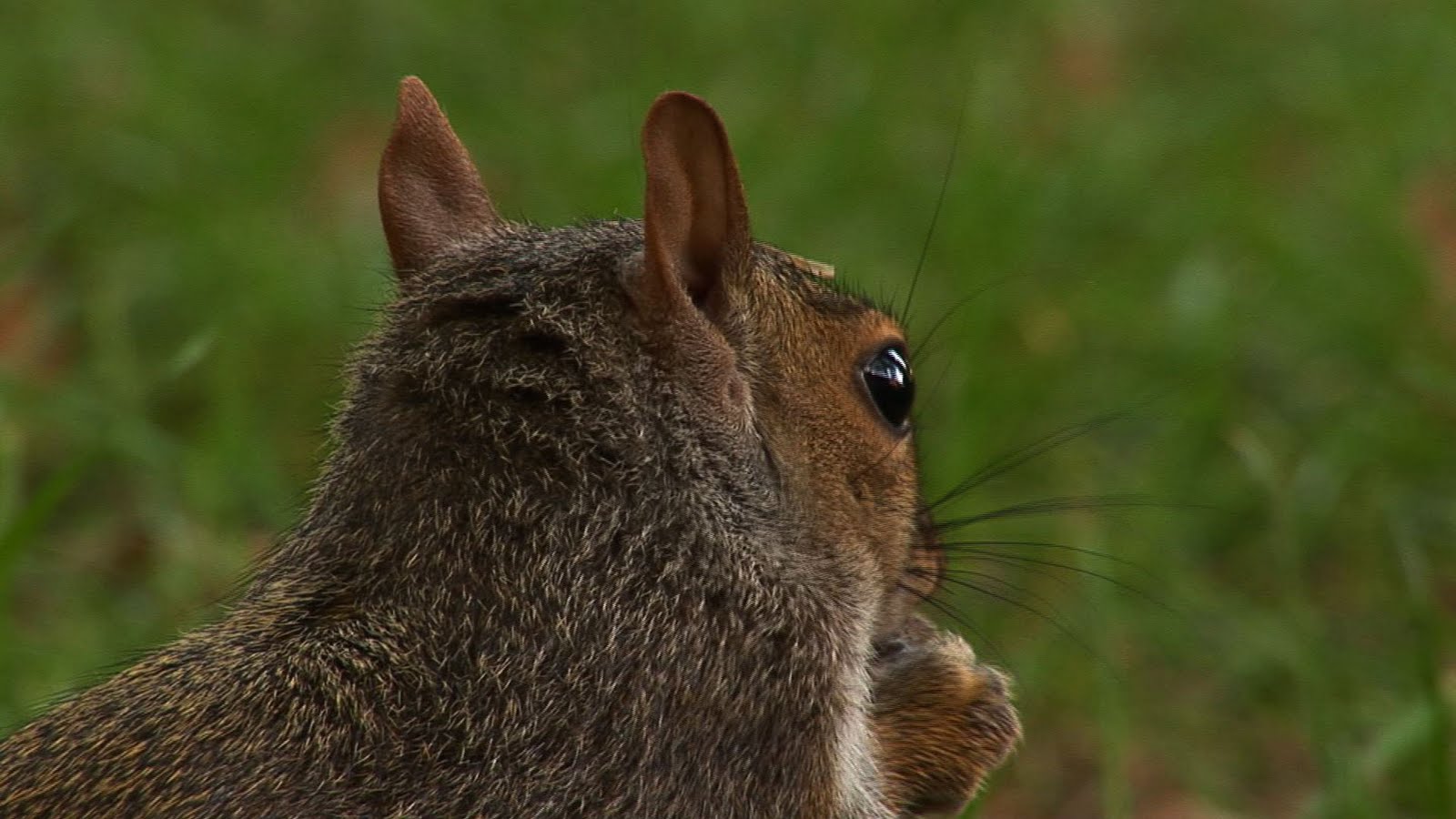 Free Cool Wallpapers: squirrel wallpapers