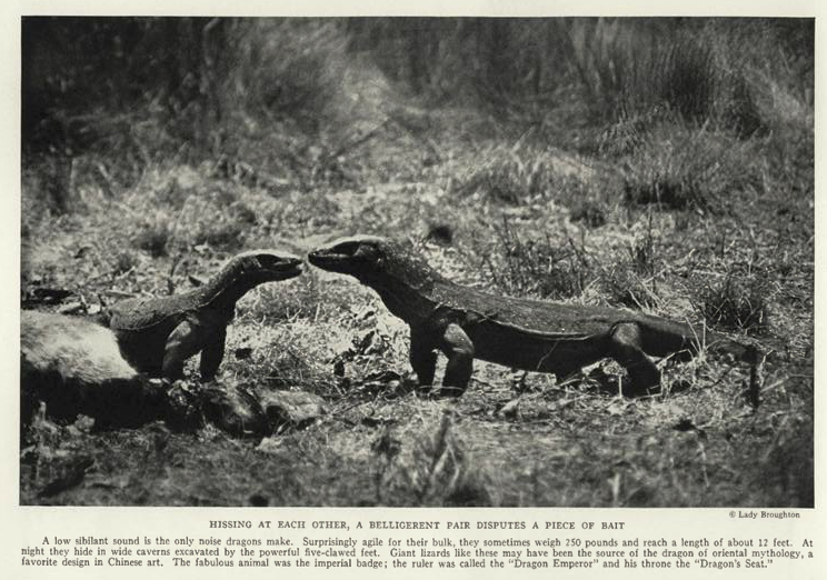 Zoology Jottings: Komodo Dragons: The Moyne Zoo Quest Expedition of ...