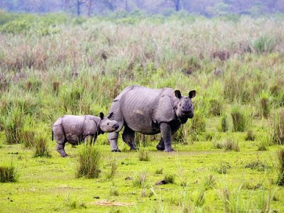 Paradise Northeast: Assam