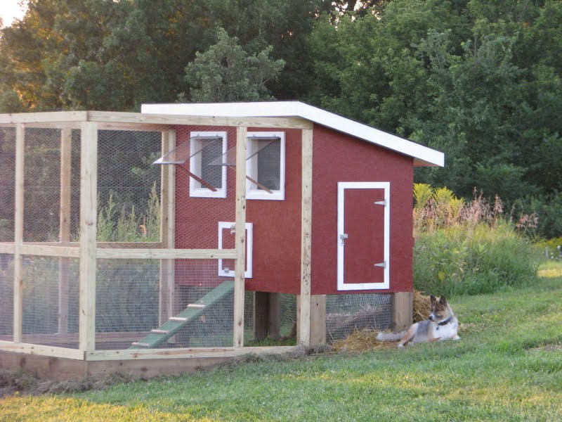 The Big Red Barn: Chicken Update